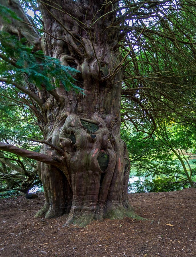 Unusual tree form stock image. Image of branch, morning - 87797055