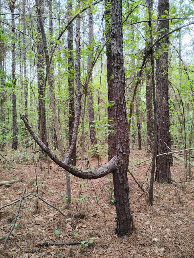 Unusual tree woods today stock image. Image of tree - 389676981