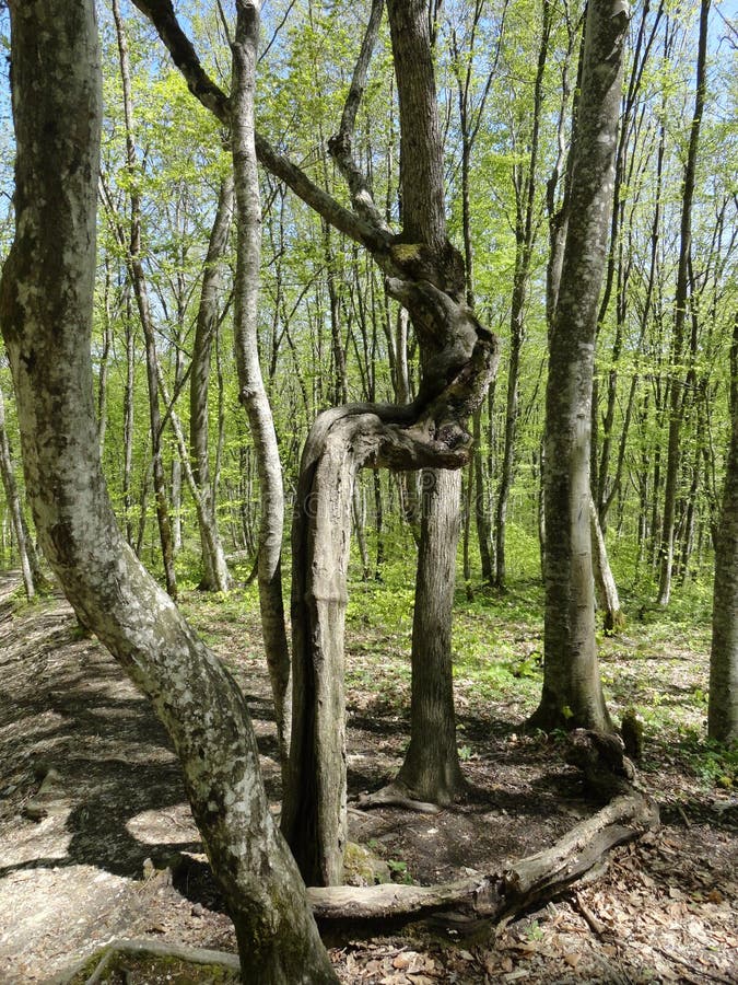Unusual trees stock photo. Image of unusual, curves, region - 65253926