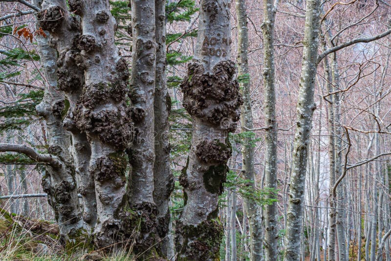 Unusual Trees in a Forest with a Thickened Trunk Stock Photo - Image of ...