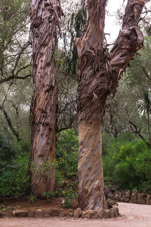 Unusual Trees Peeling Bark Park Stock Photos - Free & Royalty-Free ...