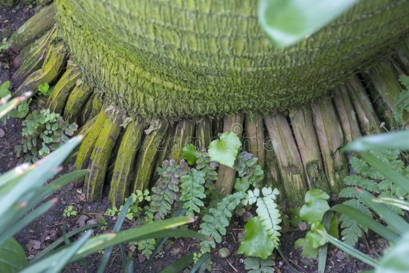 Unusual Tropical Tree Roots Stock Photo - Image of dirt, root: 109046384