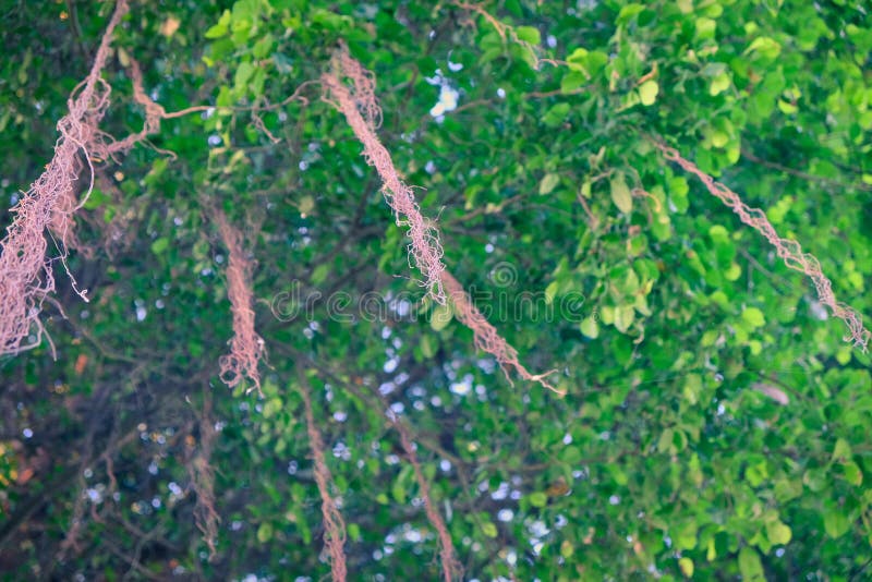 Unusual Tropical Tree, Which Bloom is Like a Thread. Dense Vegetation ...