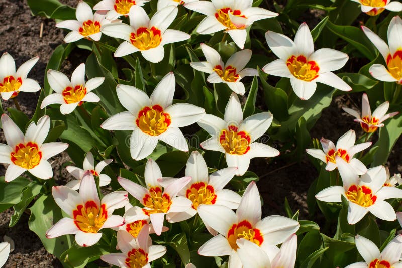 Unusual tulips. stock photo. Image of gift, fresh, bouquet - 53060530