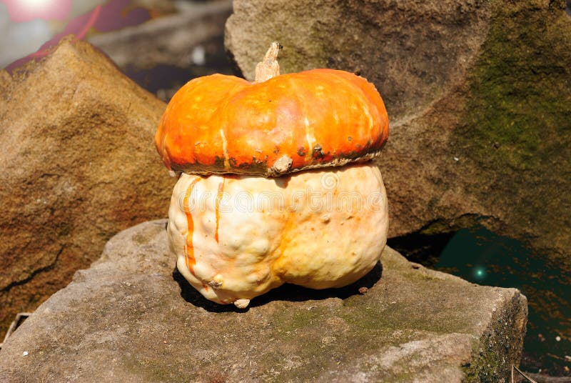 Unusual Vegetable on the Rocks in Summer Stock Photo - Image of ...