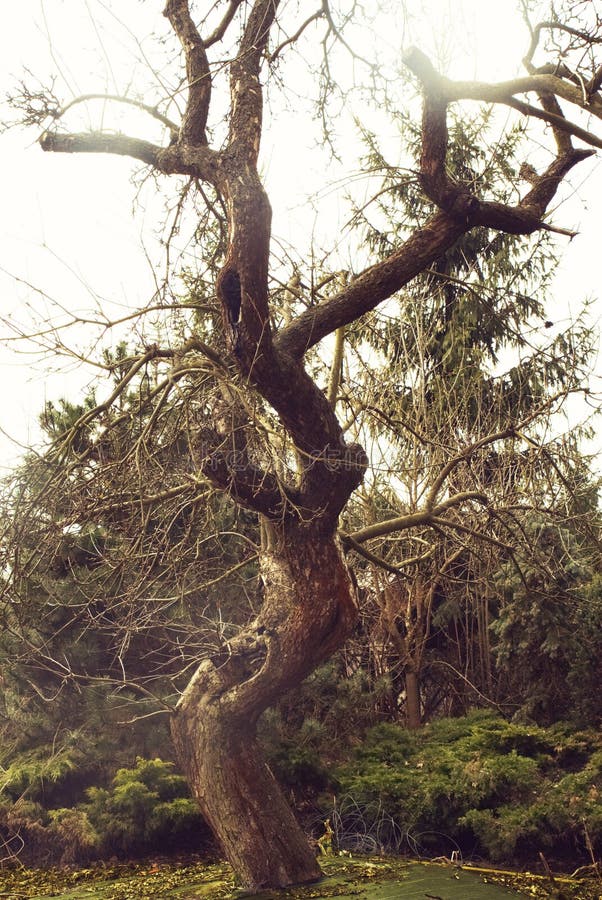 Unusual and Very Interesting Apple Tree in Spring. Stock Photo - Image ...