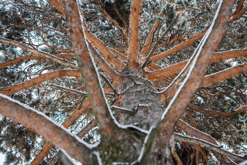 Unusual View of Winter Pine Tree, from Bottom To Top Stock Image ...
