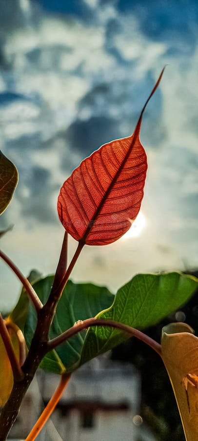 An Unusual Way of Clicking Leaf Stock Image - Image of unusual, leaf ...