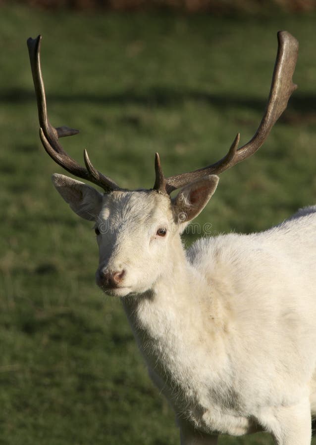 Fallow Deer Stag. Rare Whiite Variety. Stock Photo - Image of belonging ...