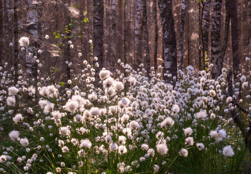 Unusual White Fluffy Fluffy Flowers Grow in the Forest in the Swamp ...