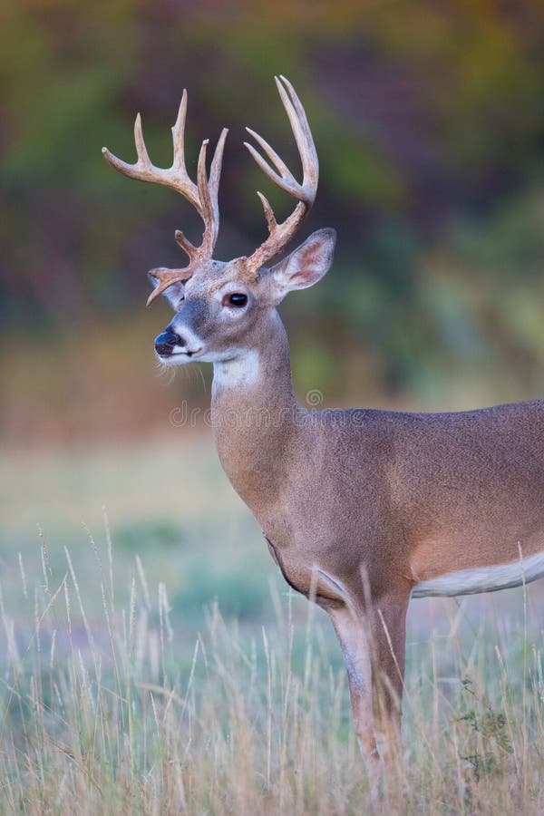 207 Whitetail Deer Buck Tall Rack Stock Photos - Free & Royalty-Free ...