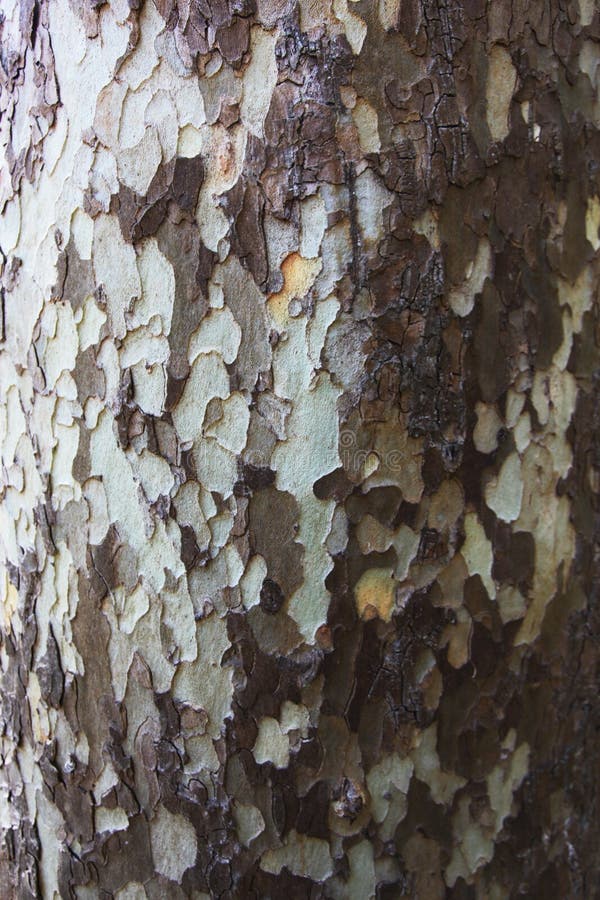 Unusual Wooden Tree Bark in Brown and White Stock Image - Image of bark ...