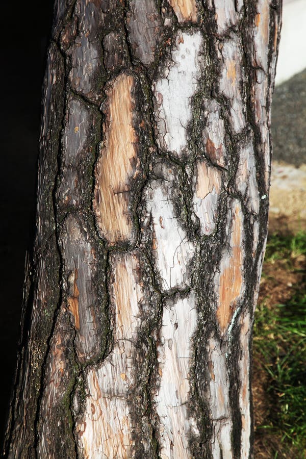 Unusual wooden tree bark stock photo. Image of rough - 104146890