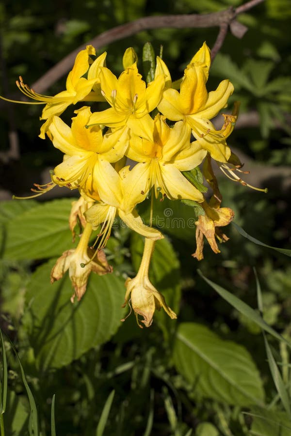 Unusual Yellow Flower on the Bush Stock Photo - Image of green, fresh ...