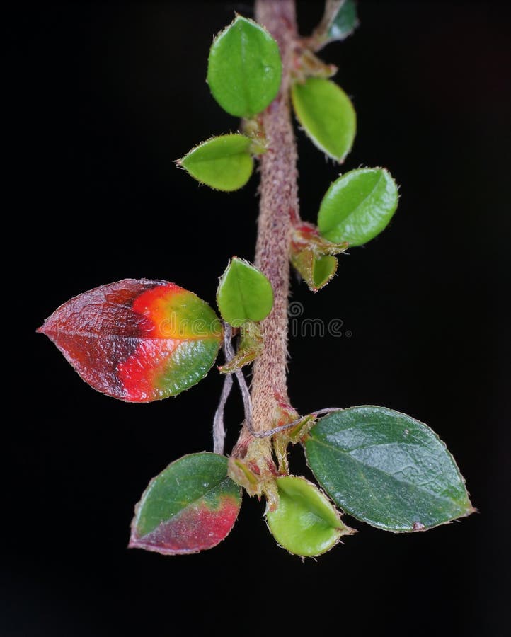 Coloured Leaf on Cotoneaster Plant Stock Photo - Image of spring, green ...