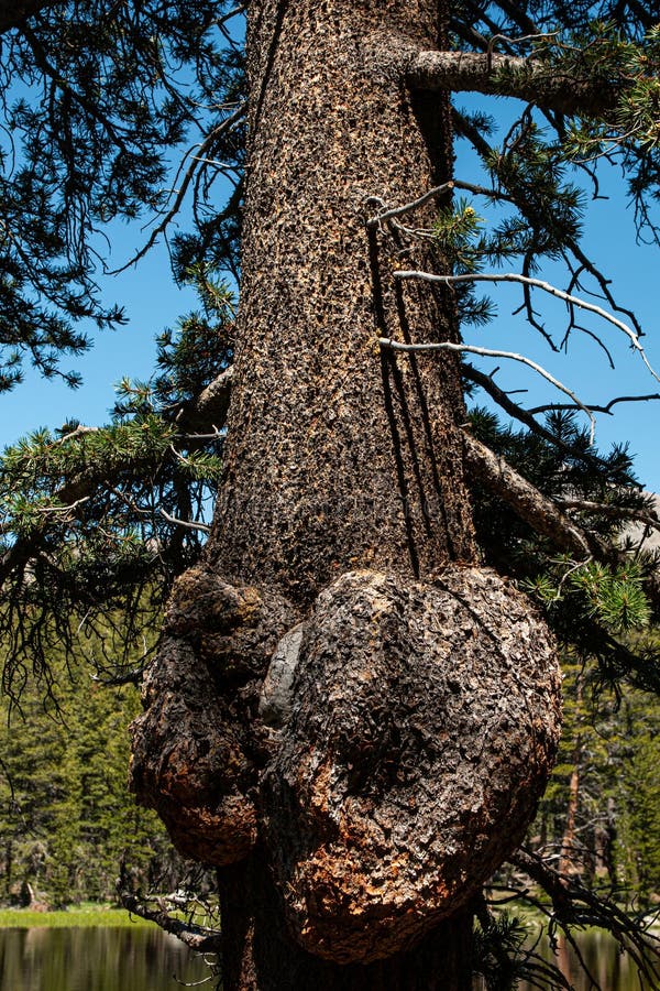 Phallic Pine Tree stock photo. Image of shape, foliage - 392424788
