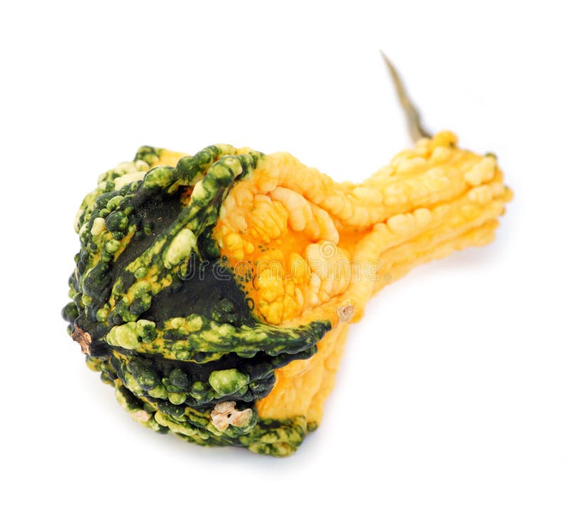 Unusually Shaped Autumn Squash Stock Photo - Image of harvest, healthy ...