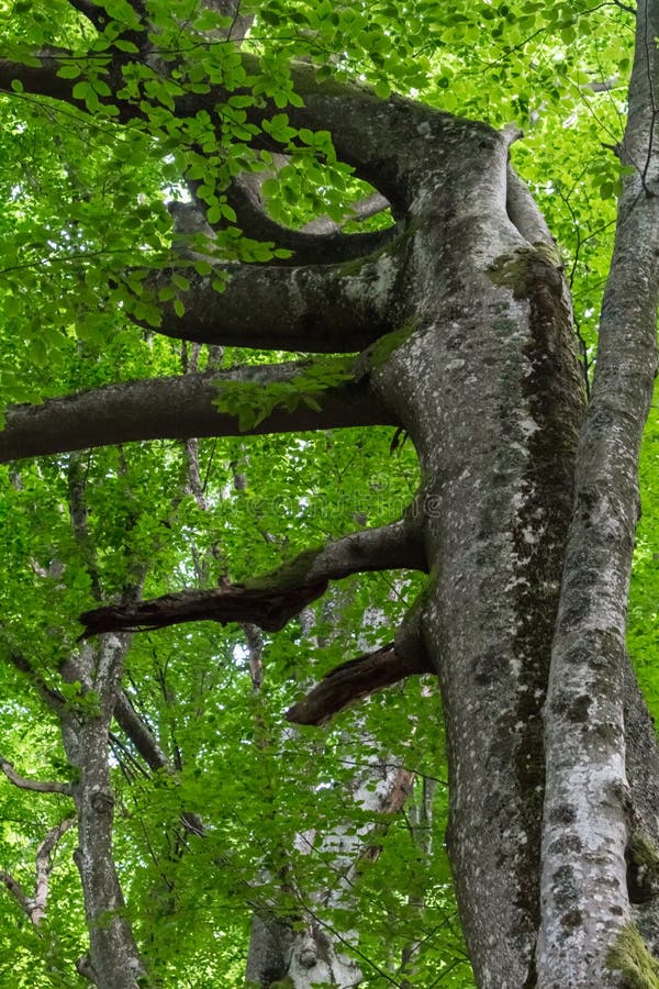 Unusually Shaped Beech Trunk Stock Image - Image of plant, outside ...