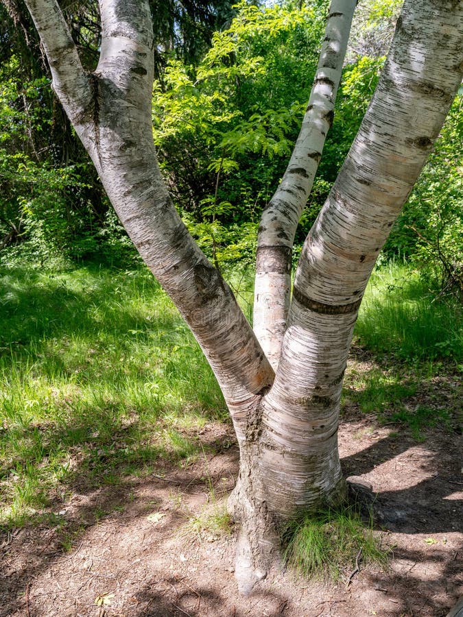 Unusually Shaped Birch Tree with White Bark Stock Image - Image of ...