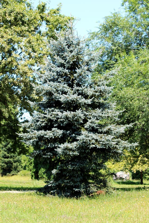 Unusually Shaped Silver Green Pine Tree with Dense Branches Growing in ...