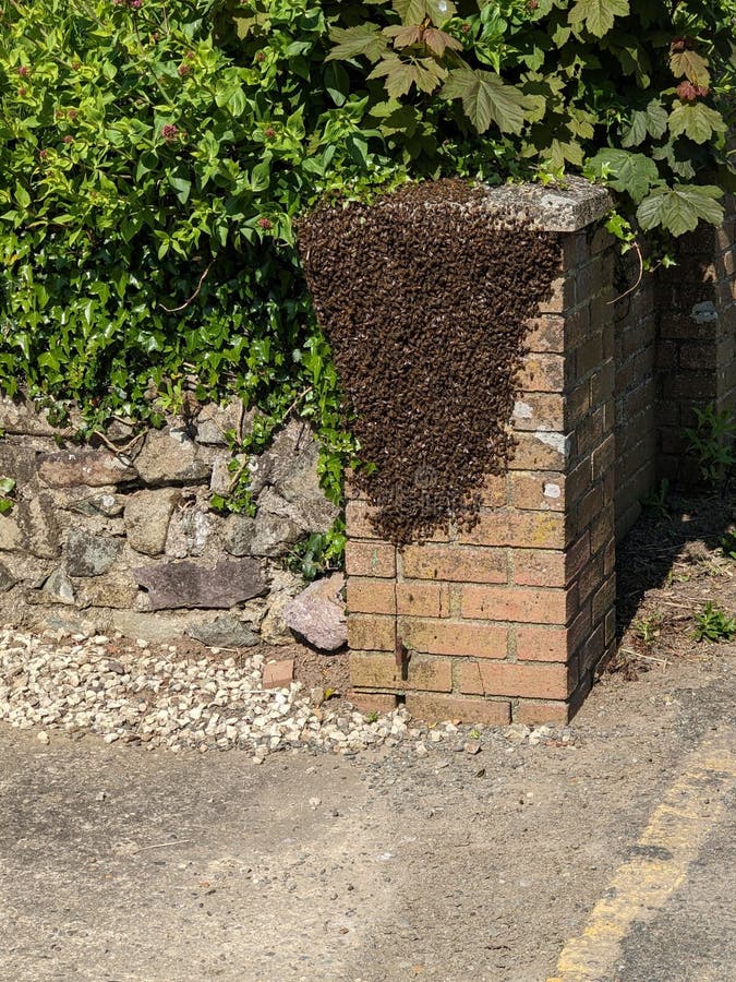 Unwanted Bee Nest on a Gate Post Stock Image - Image of bricks, wall ...