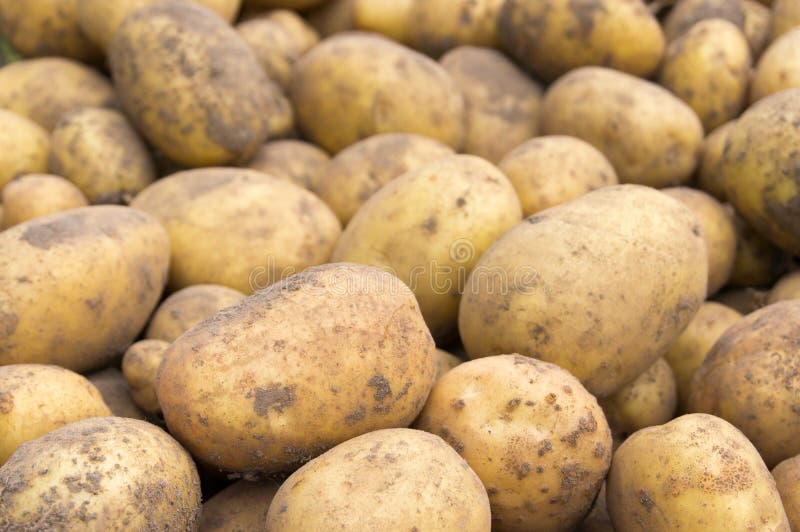 Unwashed potato pile stock image. Image of snack, health - 33666015