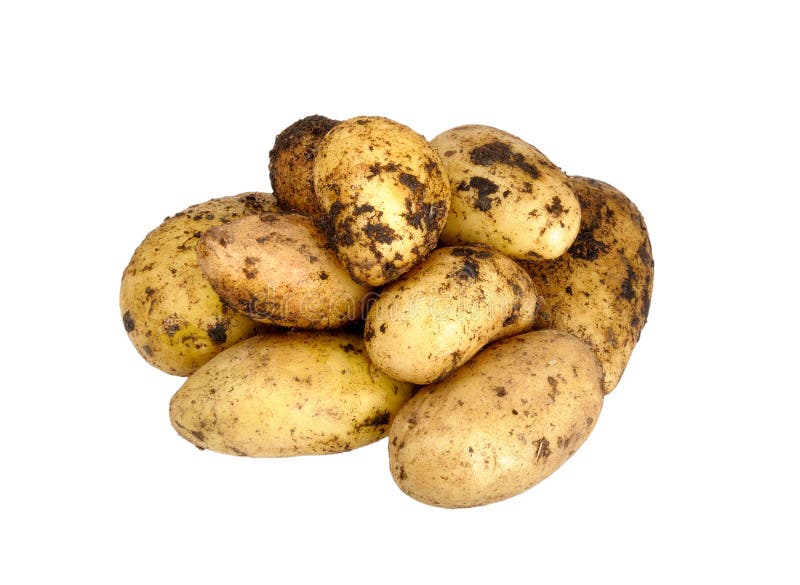 Unwashed potato on a white stock image. Image of shot - 19471851