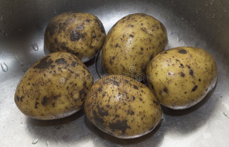 Unwashed Potatoes Lie on the Aluminum Surface of the Sink Stock Photo ...