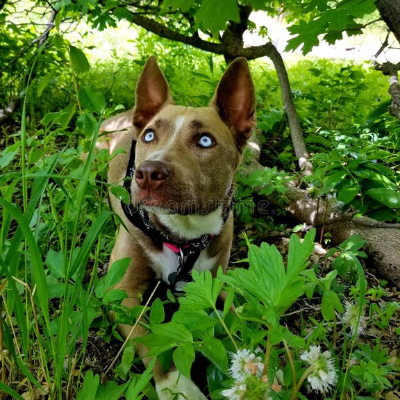 Looking Up stock photo. Image of beautiful, outdoors - 122325462