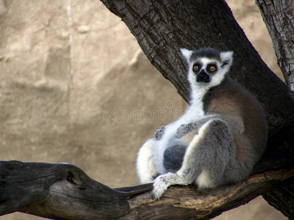 Unwed mother 2b stock photo. Image of sadness, unwed, worry - 8037912