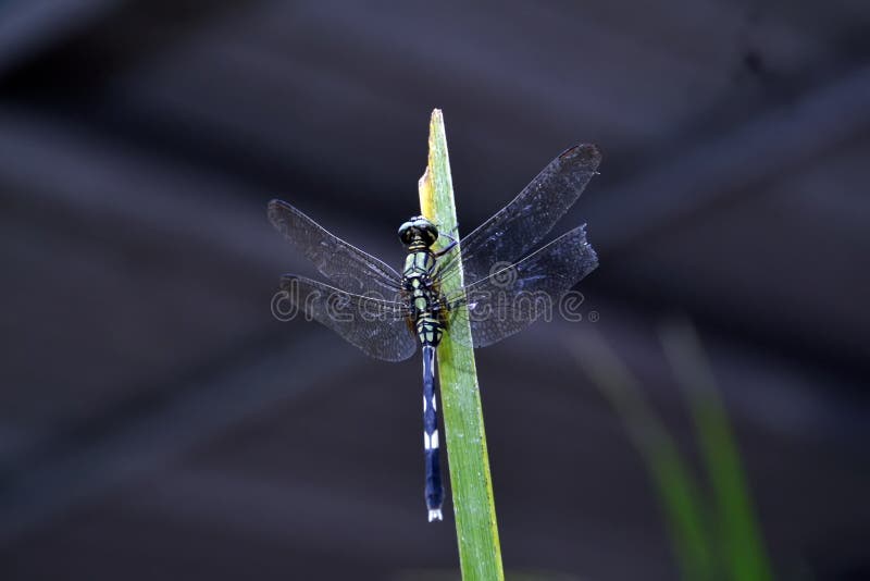 Dragonflies Perch on the Tips of the Leaves Stock Photo - Image of ...