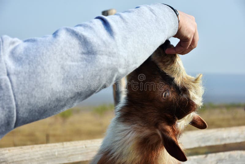 Testa Di Una Capra Sul Corpo Di Un Uomo Immagine Stock - Immagine di ...