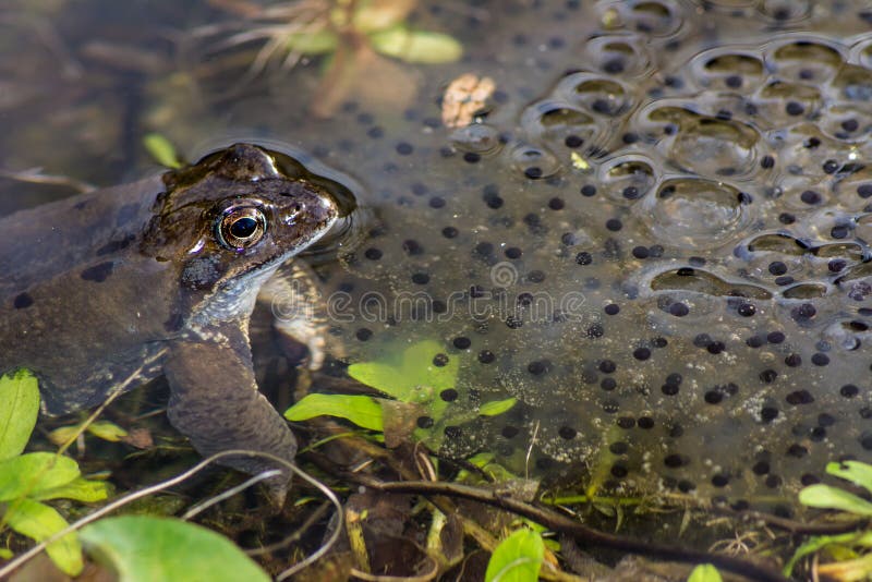 Uova del rospo fotografia stock. Immagine di animale - 31858568