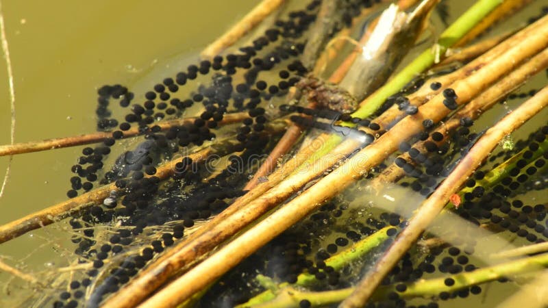Rospo su un modo stock footage. Video di europeo, anfibio - 71619042