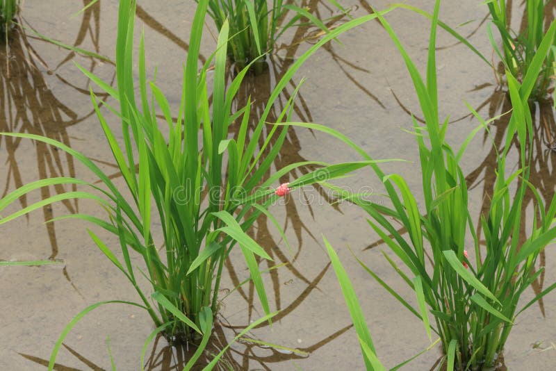 Uova Dorate Della Lumaca Della Mela Fotografia Stock - Immagine di loto ...