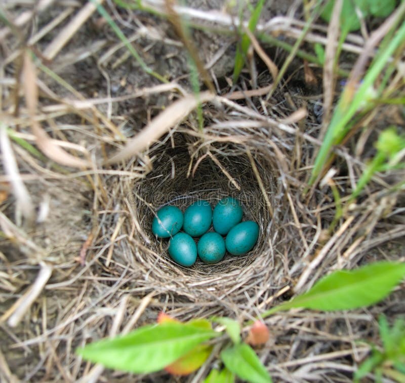 Uova in un nido. fotografia stock. Immagine di riproduzione - 19958076