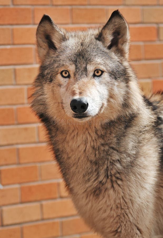 Timber Wolf (Canis Lupus) Profile Stock Photo - Image of canis, furry ...