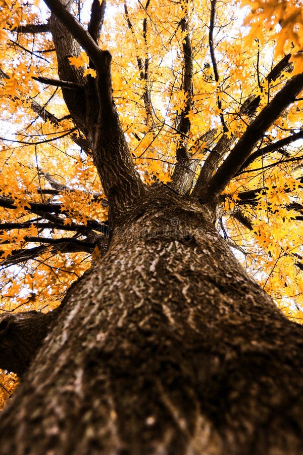 Up a big autumn tree stock image. Image of path, color - 261685