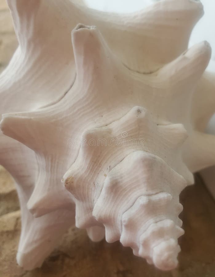 Up Close Details of White, Light Pink Conch Shell Sea Shell Details ...