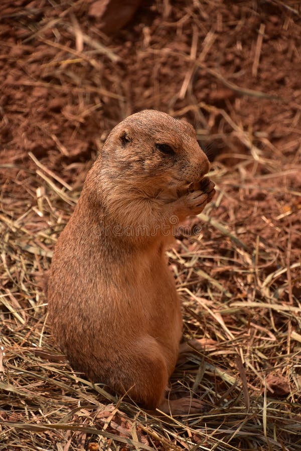 Up Close with a Ground Squirrel in the Midwest Stock Photo - Image of ...