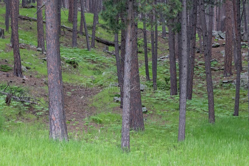Up Close Group of Aspen Trees in the Summer Stock Image - Image of ...