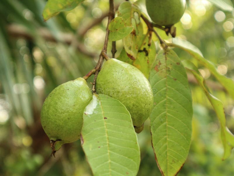 Close Up of Guava Flower Water Stock Image - Image of texture, seeds ...