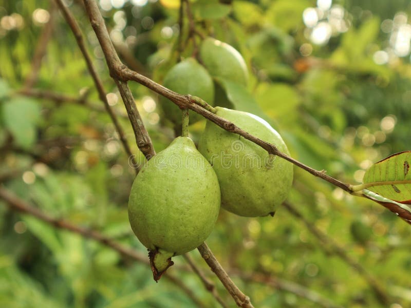 Close Up of Guava Flower Water Stock Image - Image of texture, seeds ...