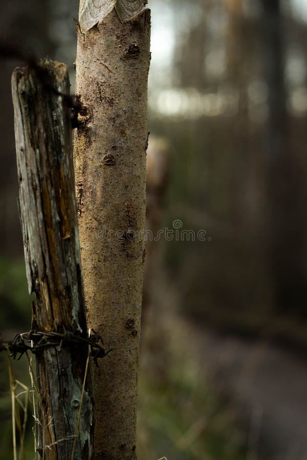 Up-close Image of Several Slender Tree Trunks, Surrounded by a Forest ...