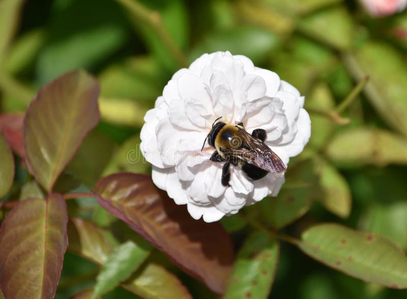 Up Close Look at a Bee on a Rose Blossom Stock Photo - Image of garden ...