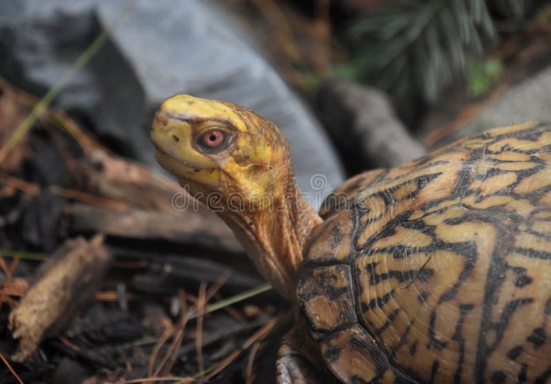 Up Close Look at an Eastern Box Turtle Stock Image - Image of turtle ...