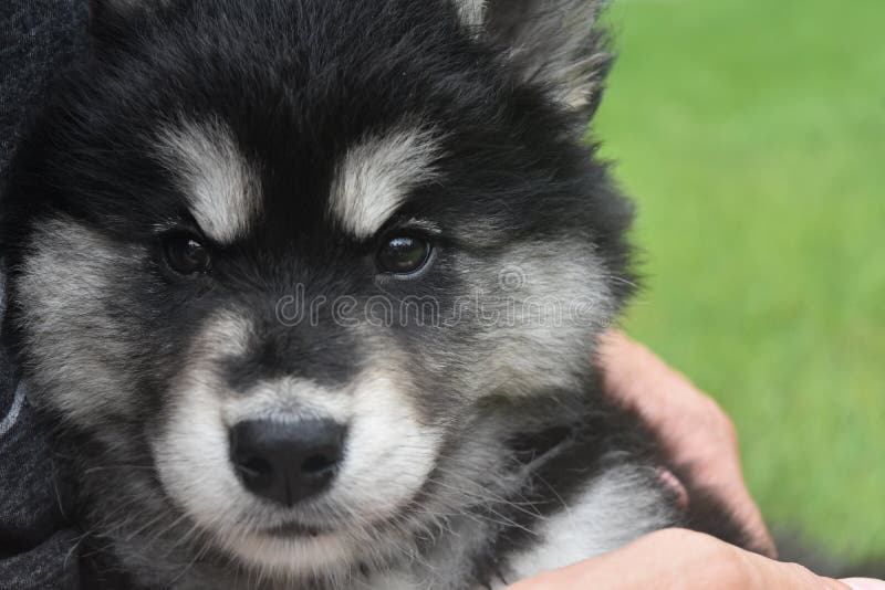 Up Close Look at the Face of an Alusky Puppy Dog Stock Photo - Image of ...