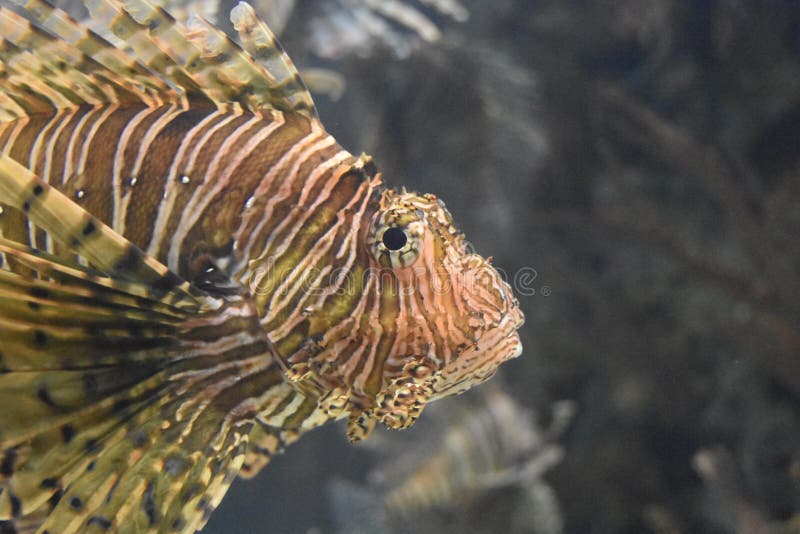 Up Close Look at the Face of a Striped Turkeyfish Stock Photo - Image ...