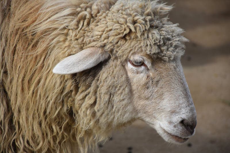Up Close Look into the Face of a Sweet Sheep Stock Photo - Image of ...