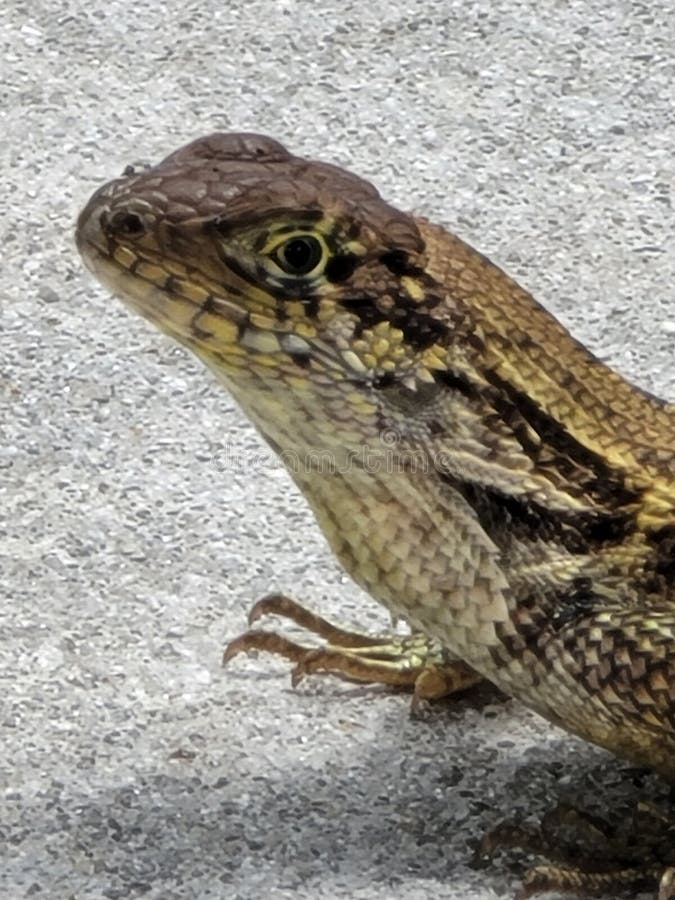 Up Close Look from a Lizard Stock Photo - Image of snake, look: 271086538